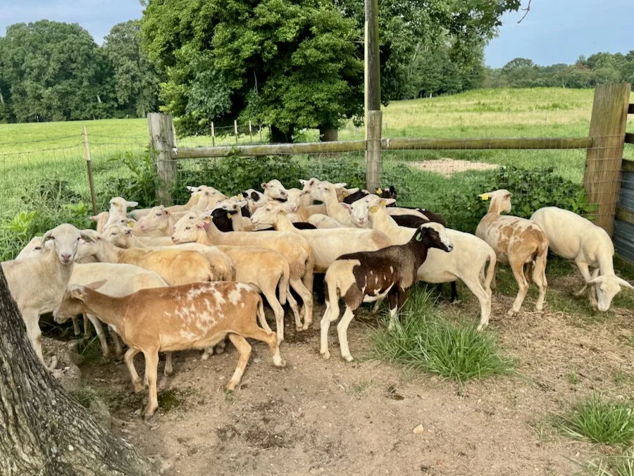Sheep for Sale — Rolling O Farm Sheep and Goats