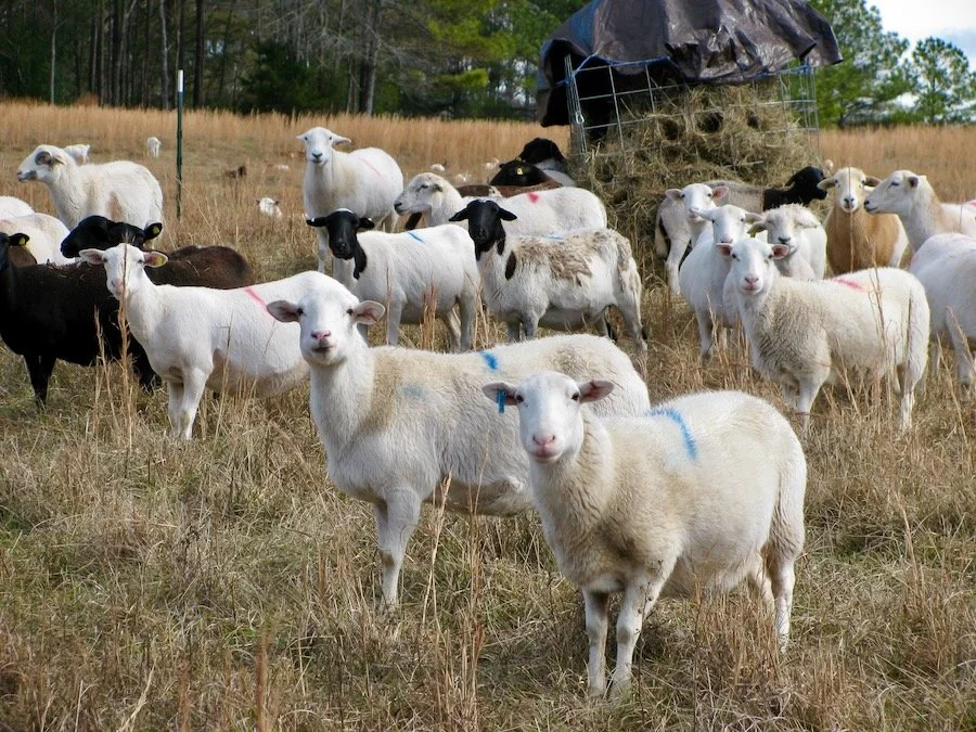 Rolling O Farm Sheep and Goats