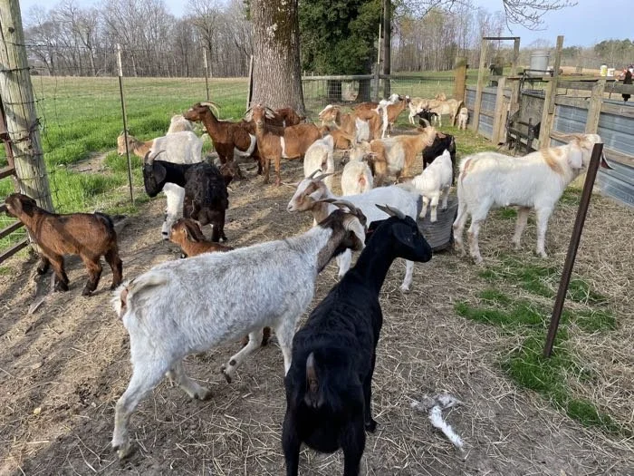 Goats for Sale — Rolling O Farm Sheep and Goats