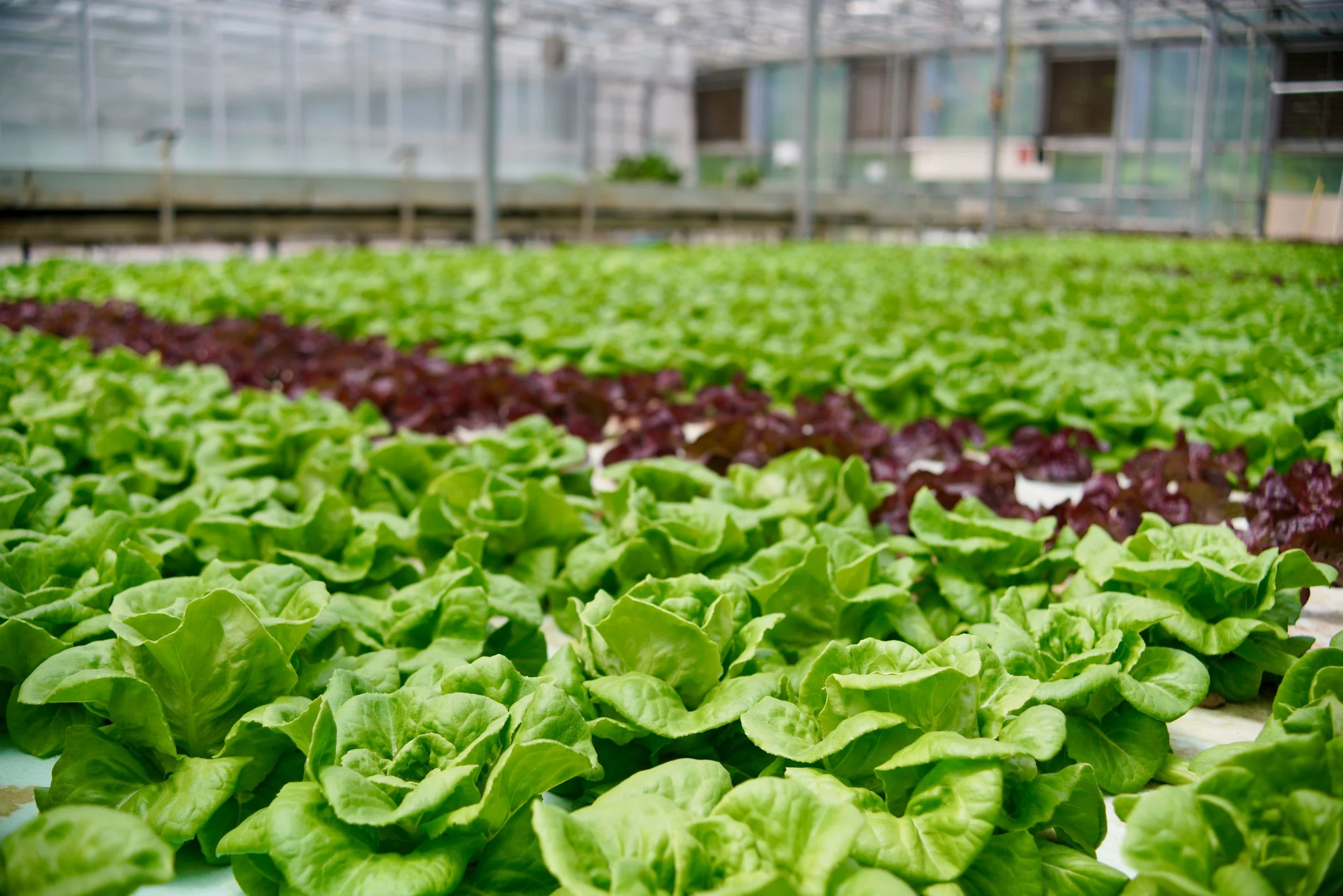 MAGKI Farms | Healthy Local Sustainable Farming