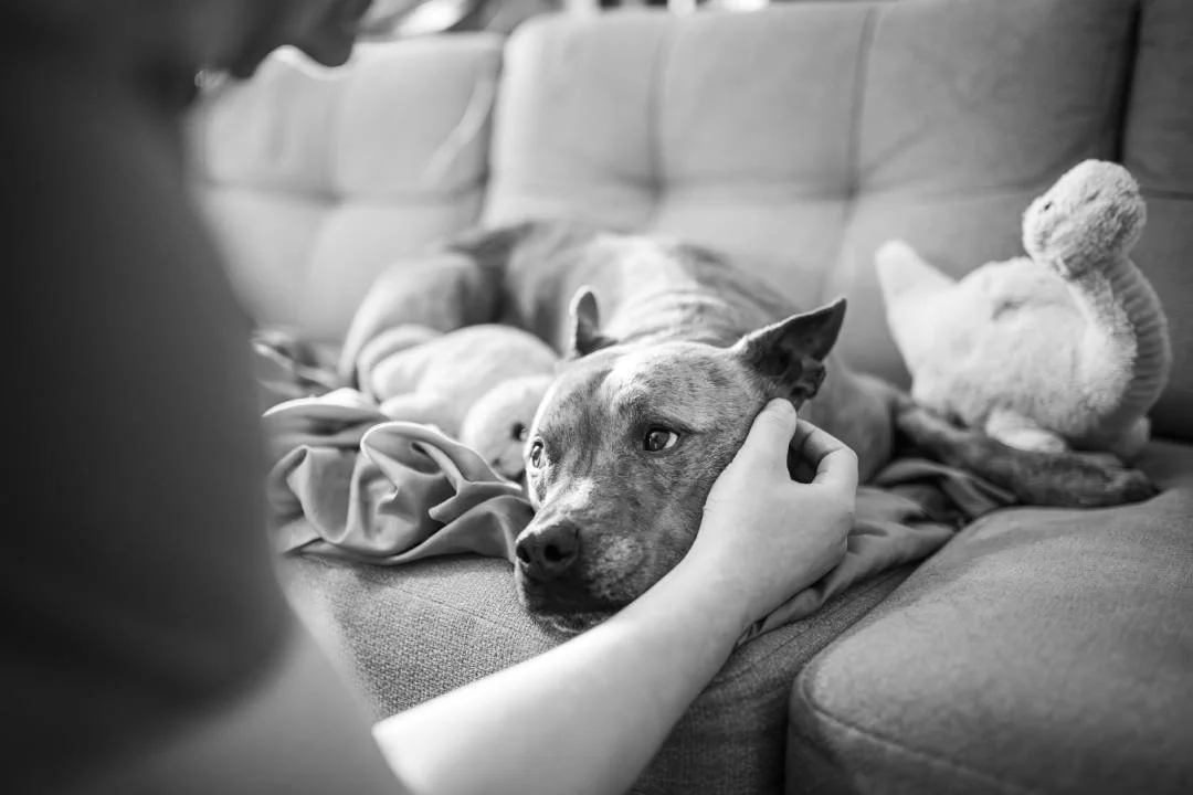 What to Do After Your Dog Passes Away