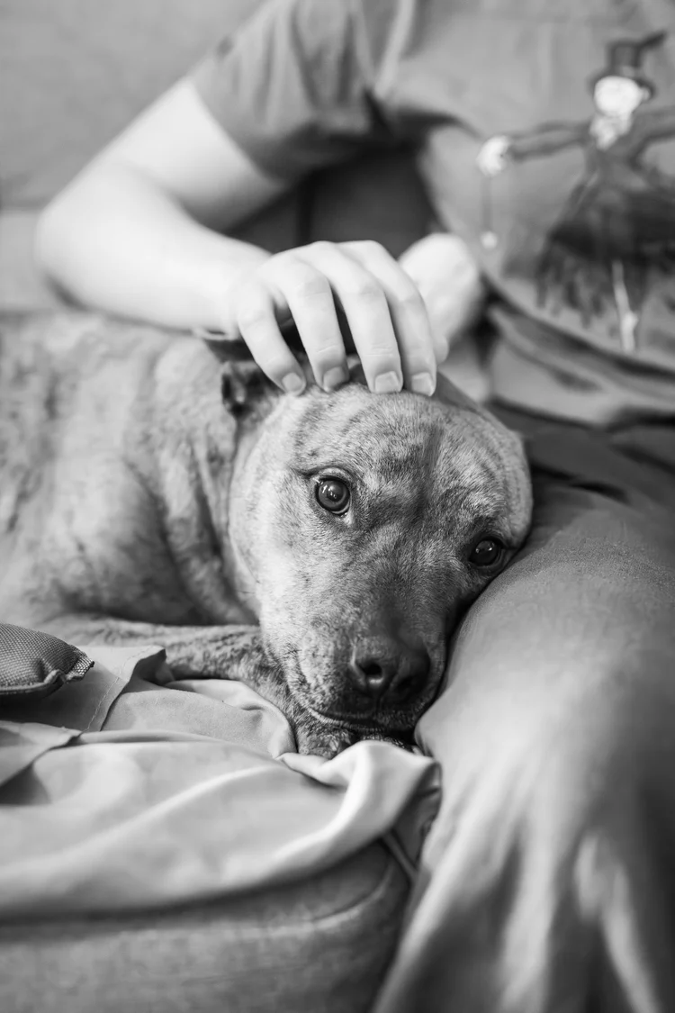 Do Dogs Know When They Are Dying | Horizon Palliative Vets