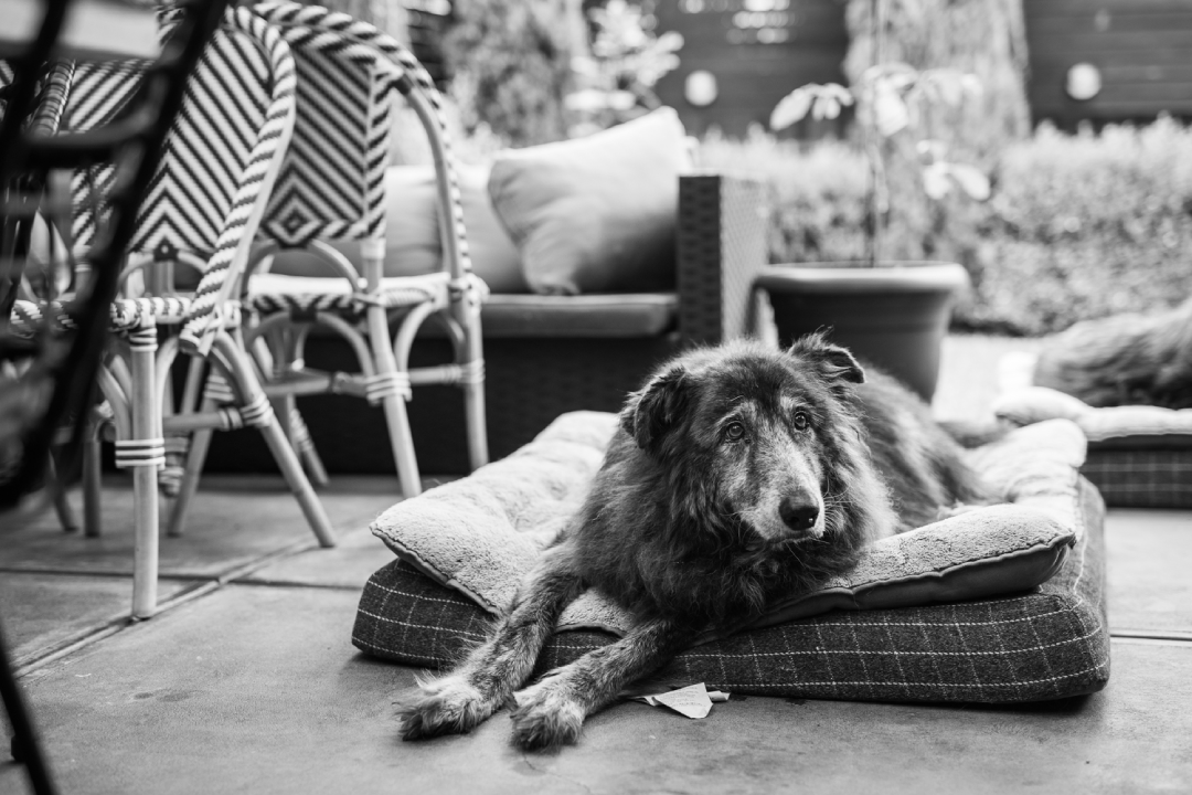 Signs a Dog Is Dying and How You Can Help
