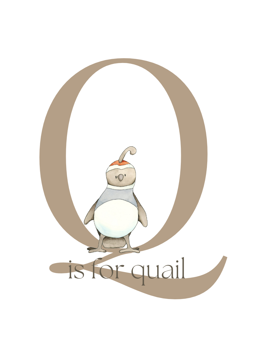 Q is for Quail — Alphabet Soup Studios