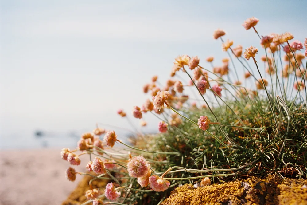 Malin — Malin Lewis