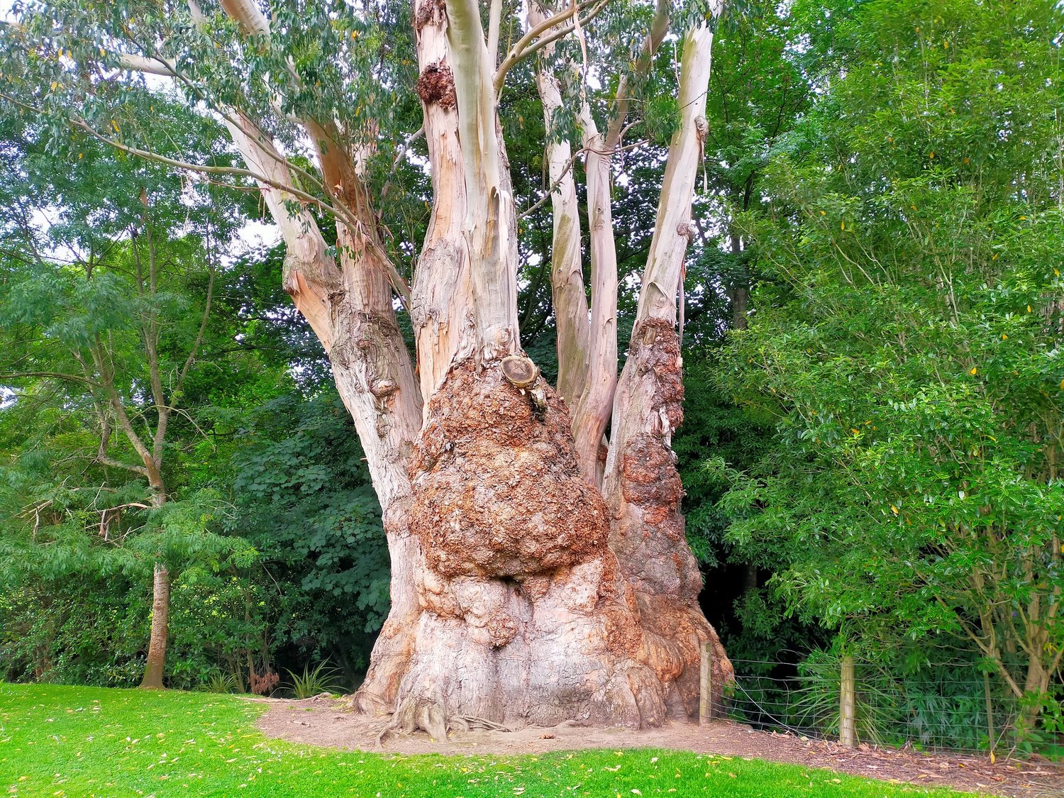 Chingford Park — Wild Dunedin