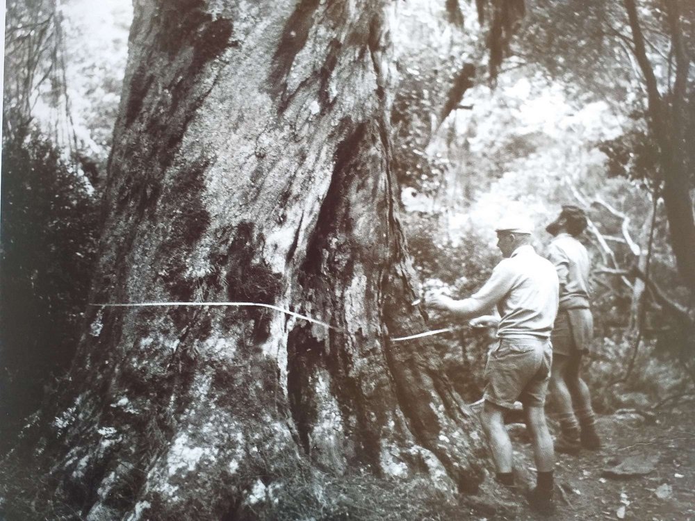 Sir Alan Mark – Wild Hero — Wild Dunedin