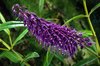 Encouraging Native Birds to Your Garden with Rod Morris — Wild Dunedin
