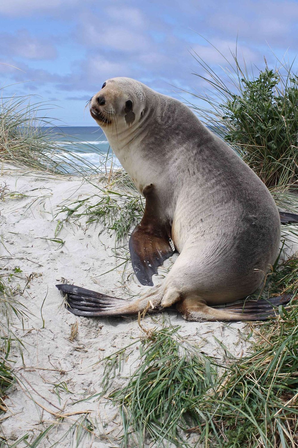 Fur Seal or Sea Lion – How to Tell the Difference — Wild Dunedin