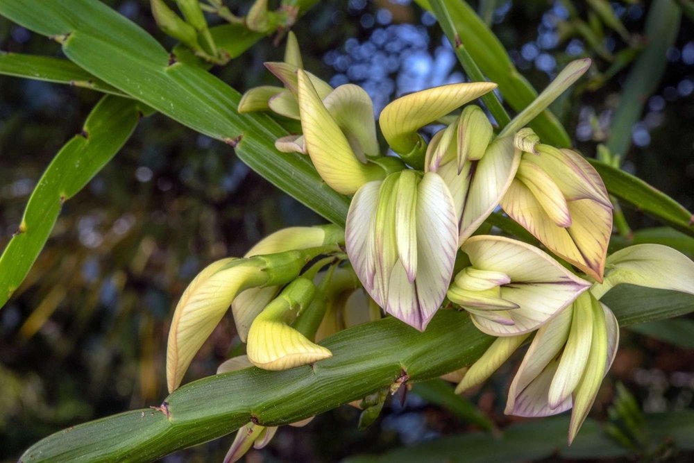 Encouraging Native Birds to Your Garden with Rod Morris — Wild Dunedin