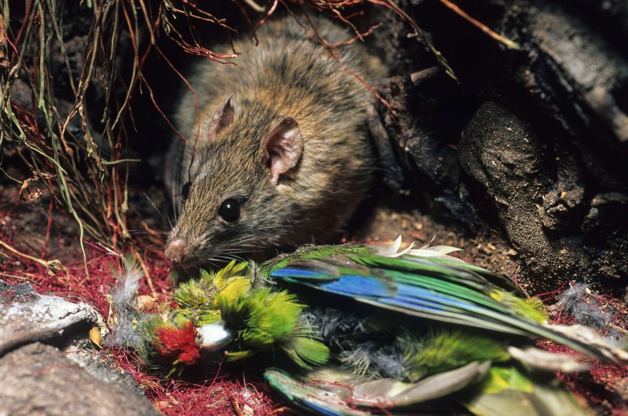 Encouraging Native Birds to Your Garden with Rod Morris — Wild Dunedin