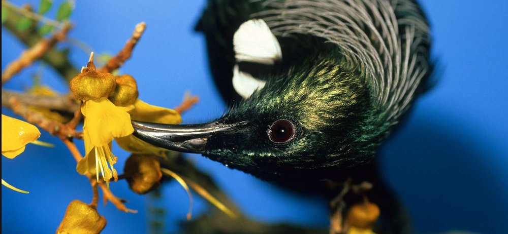 Encouraging Native Birds to Your Garden with Rod Morris — Wild Dunedin