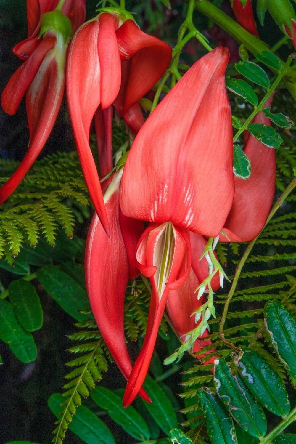 Encouraging Native Birds to Your Garden with Rod Morris — Wild Dunedin