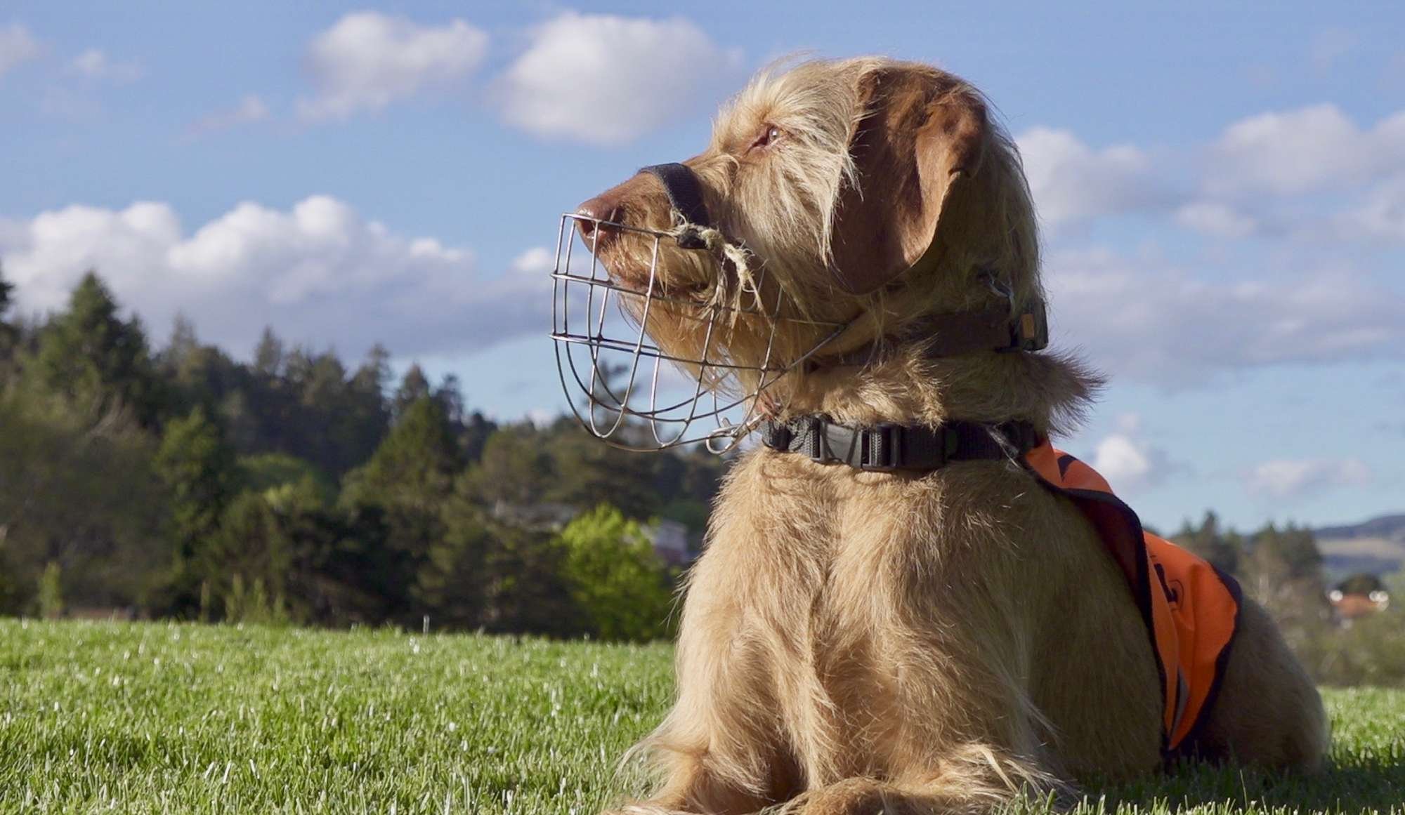 Sniper Protecting World’s Rarest Penguins — Wild Dunedin