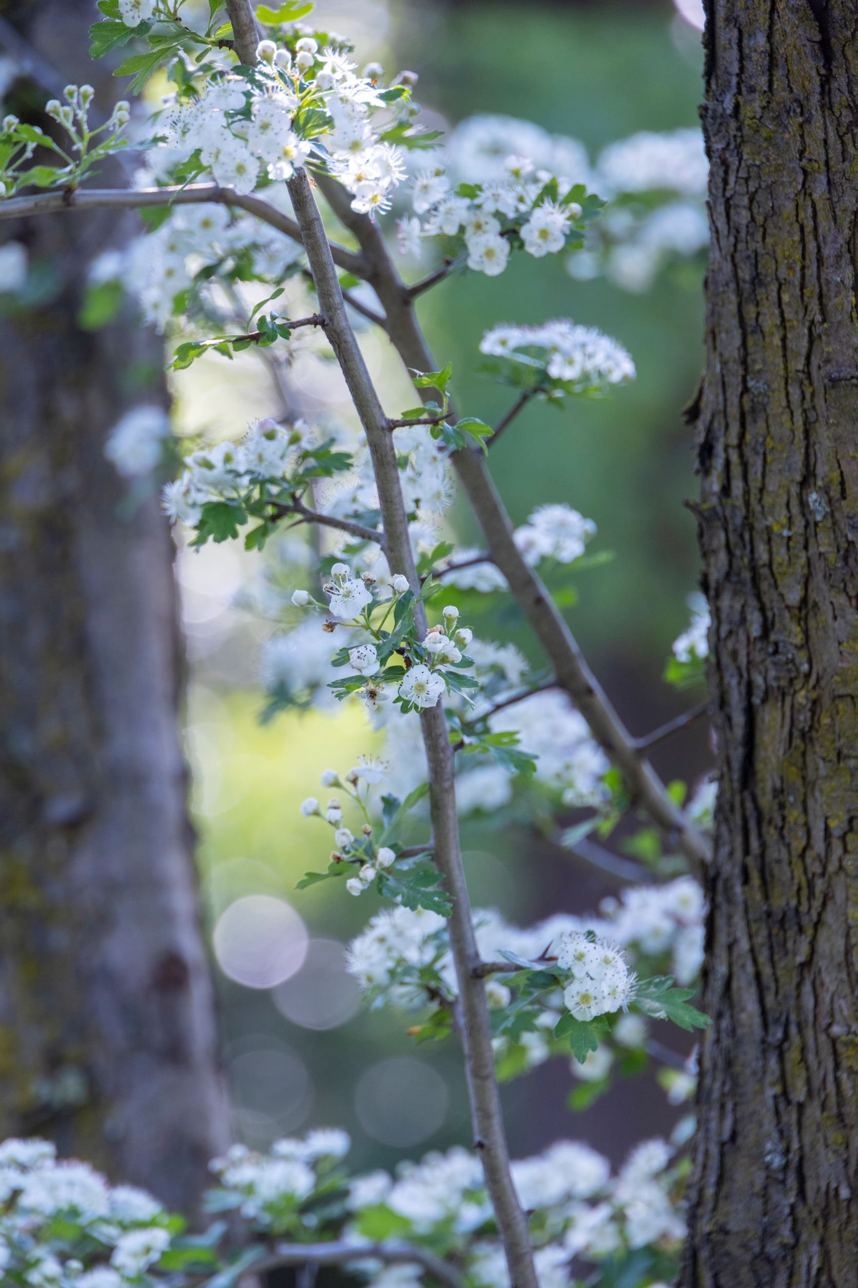 About — GIARDINO LORELLA