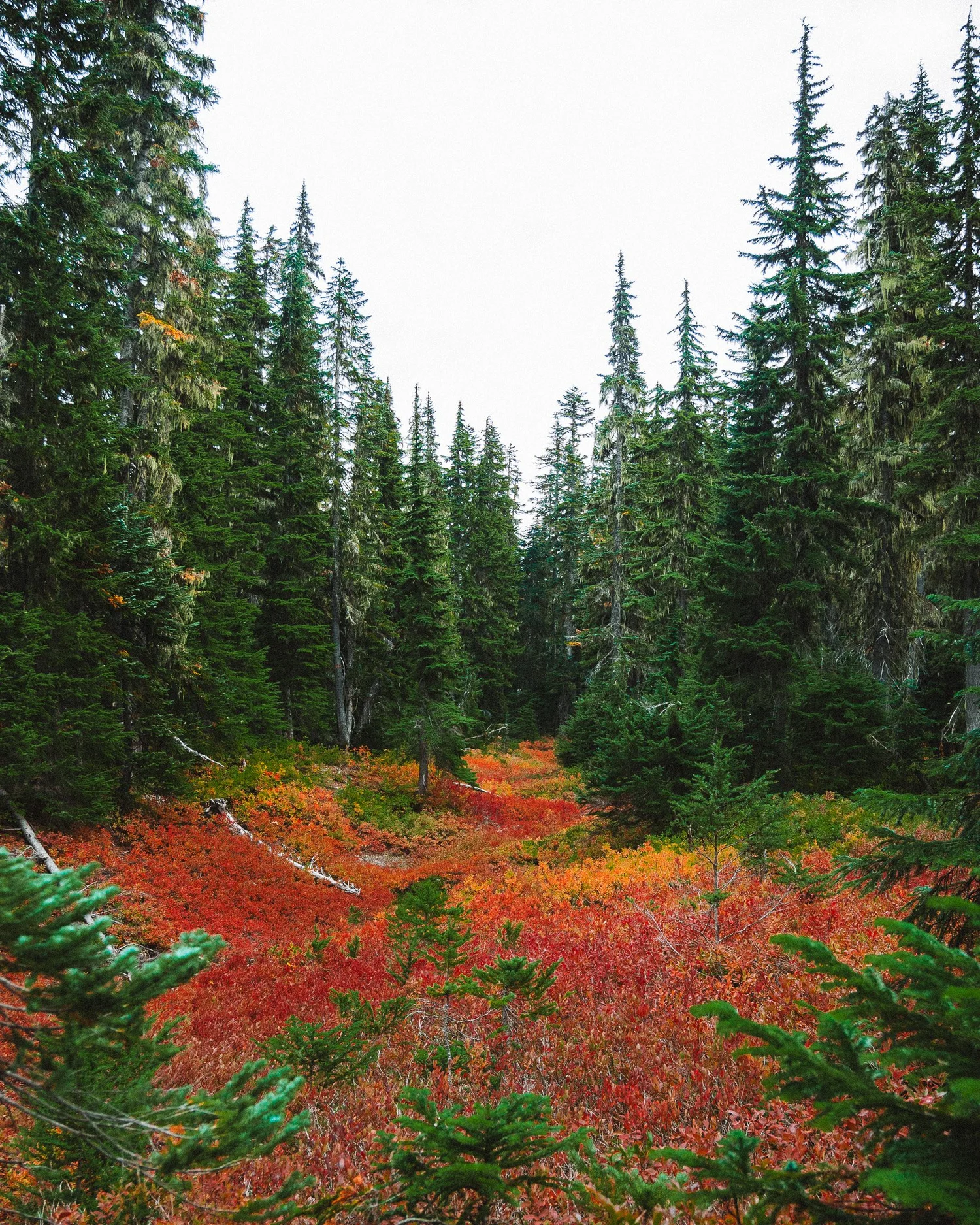 Best Places to See Fall Colors in Washington State: The Ultimate Guide ...