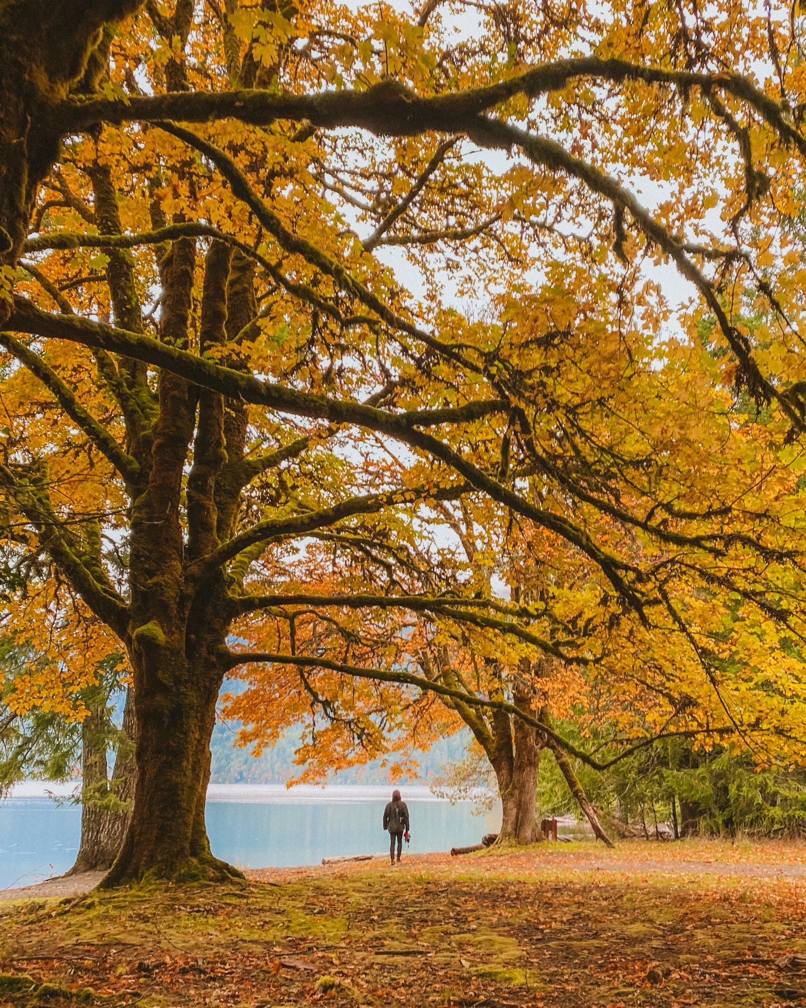 Best Places to See Fall Colors in Washington State: The Ultimate Guide ...