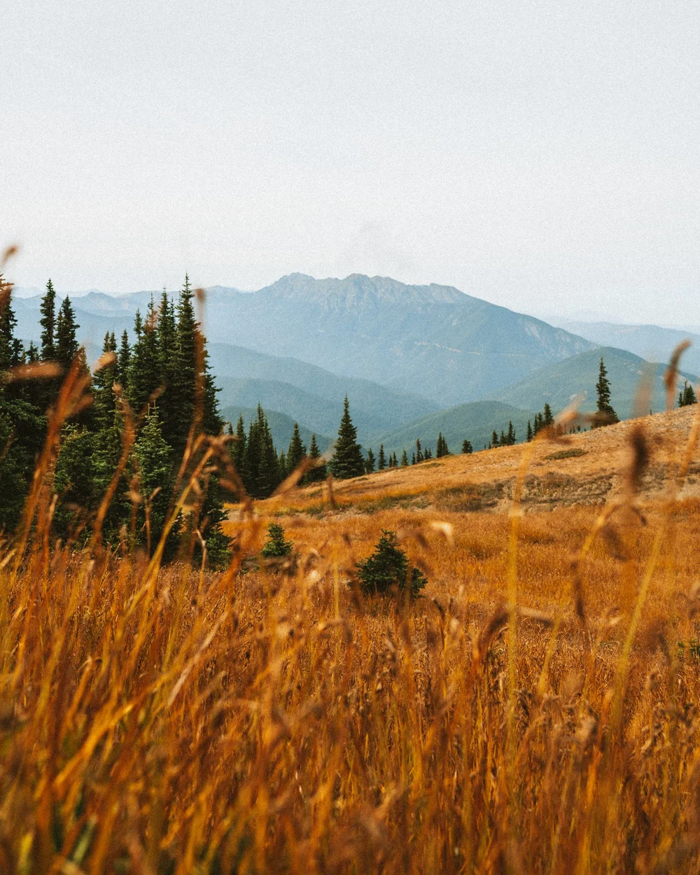 Best Places to See Fall Colors in the Olympic National Park — Sky Frost
