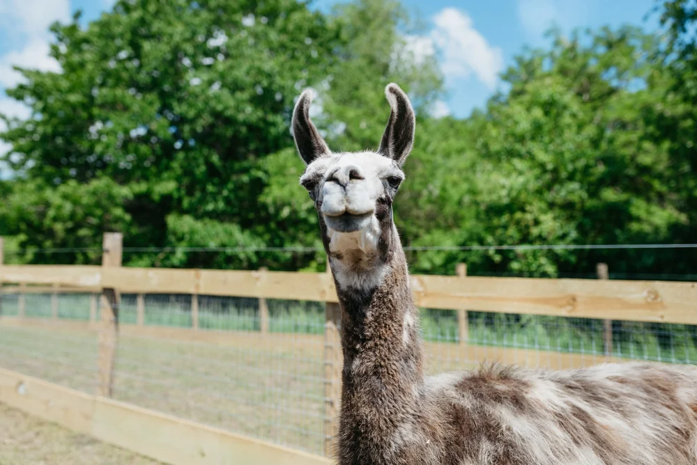 Virtual Visits | Book Your Farm Experience — Sweet Farm