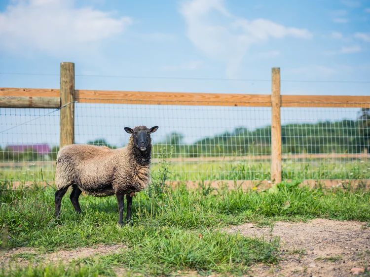 Sweet Farm | Farm Animal Rescue & Regenerative Agriculture Nonprofit