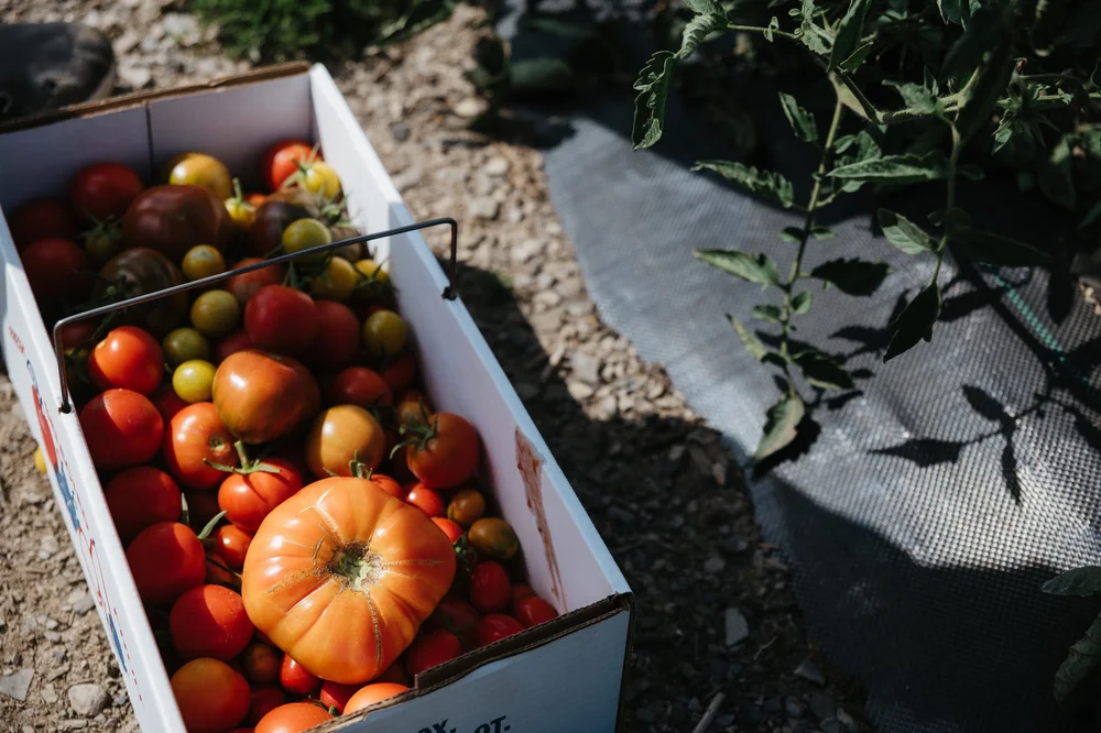 Plants — Sweet Farm