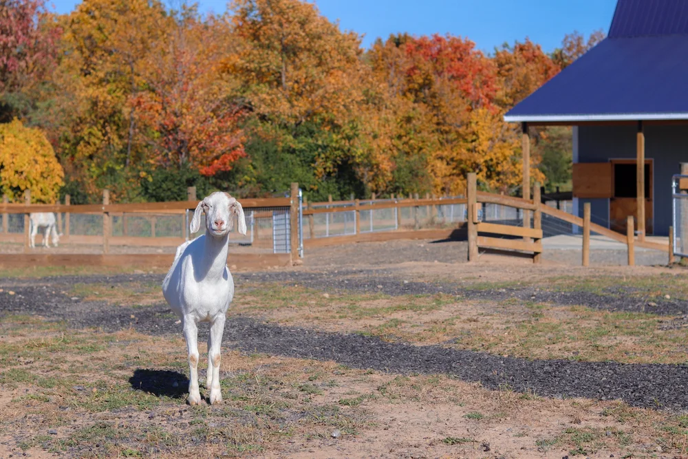 Virtual Visits | Book Your Farm Experience — Sweet Farm