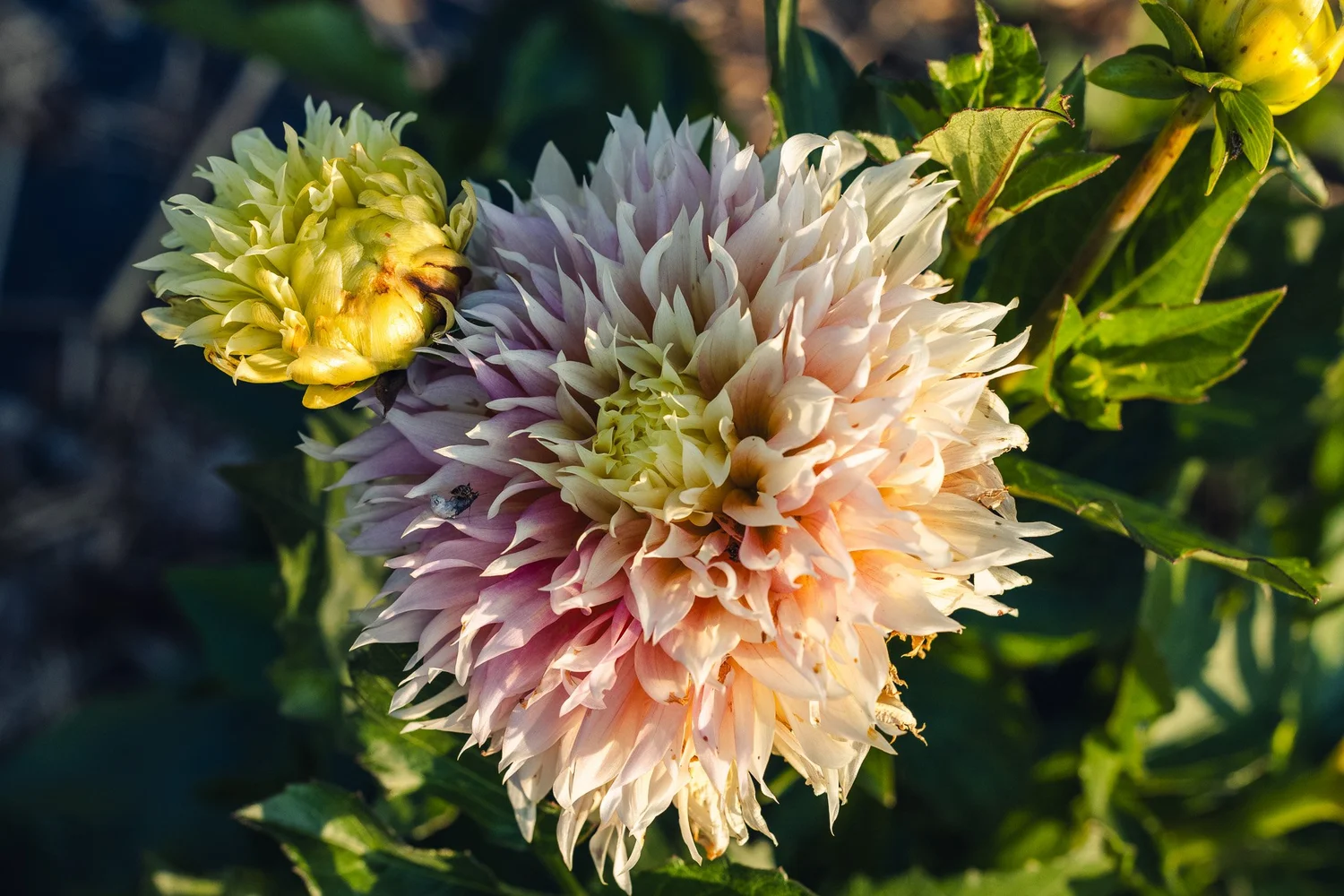 Sweet Farm | Farm Animal Rescue & Regenerative Agriculture Nonprofit