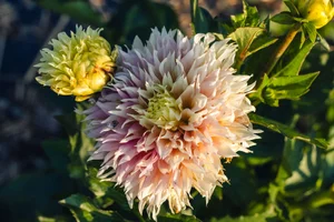 Sweet Farm | Farm Animal Rescue & Regenerative Agriculture Nonprofit