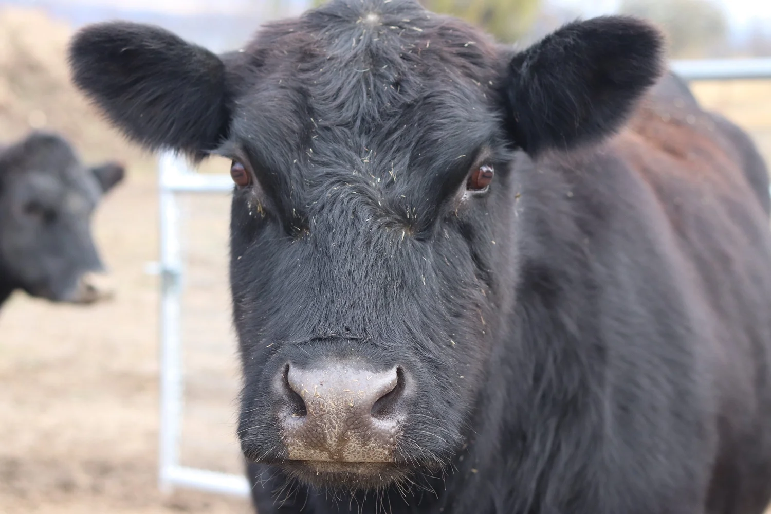 Animals — Sweet Farm