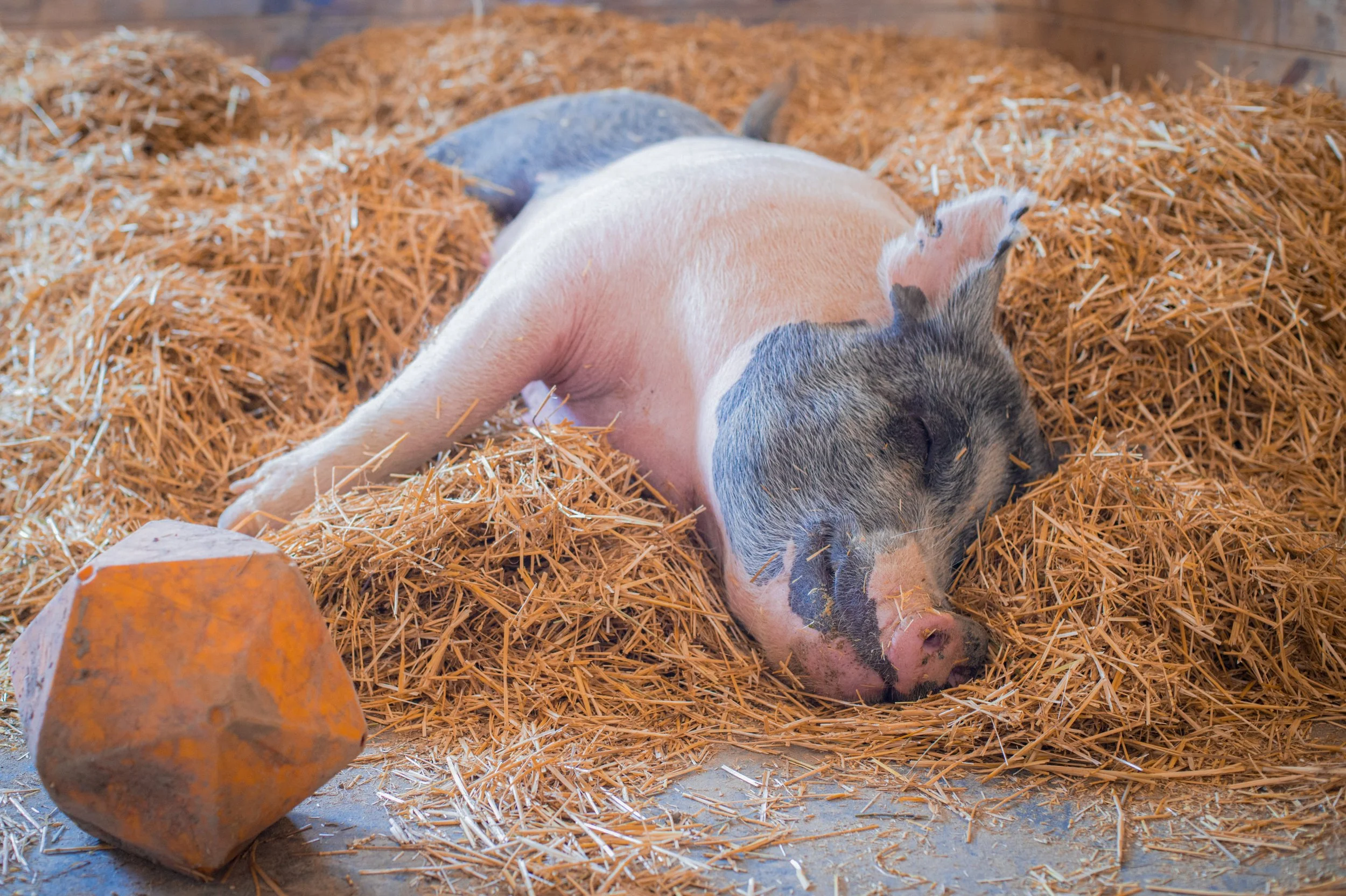 Animals — Sweet Farm