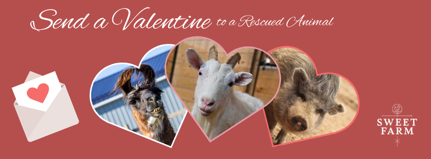 Giving Page | Support Rescued Animals — Sweet Farm