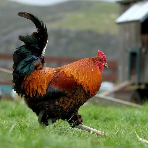 Animals — Sweet Farm