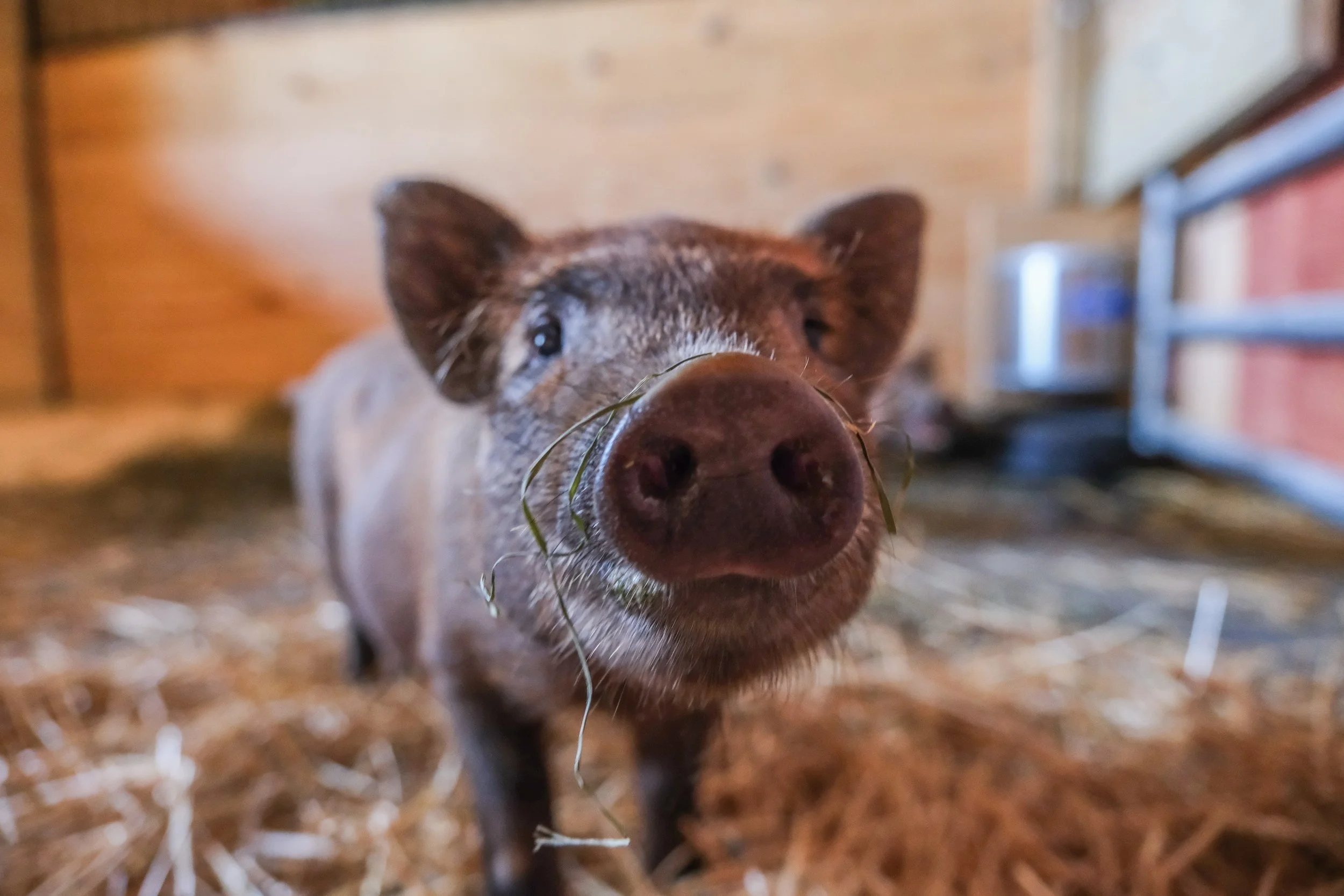 Sweet Farm | Farm Animal Rescue & Regenerative Agriculture Nonprofit