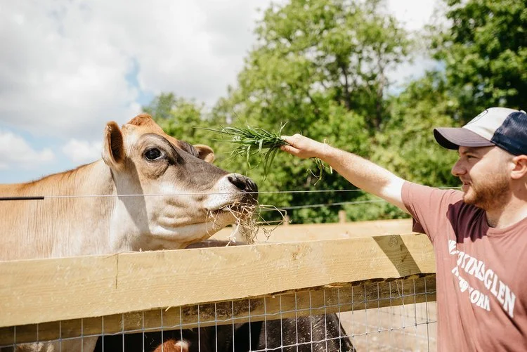 Animals — Sweet Farm