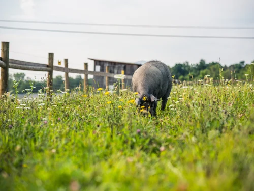 Sweet Farm | Farm Animal Rescue & Regenerative Agriculture Nonprofit