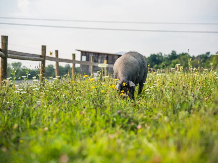 Sweet Farm | Farm Animal Rescue & Regenerative Agriculture Nonprofit