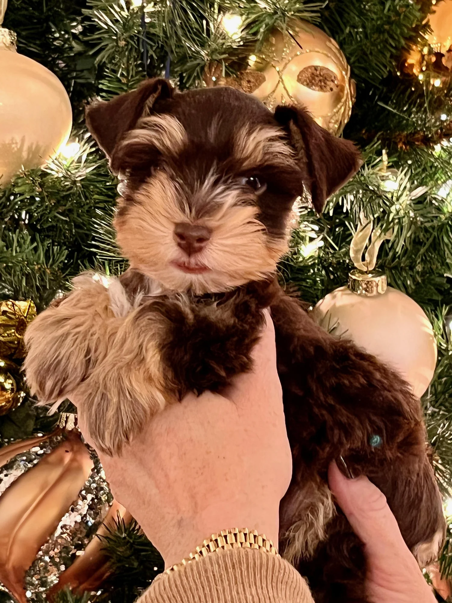 Chocolate Schnauzer Puppy