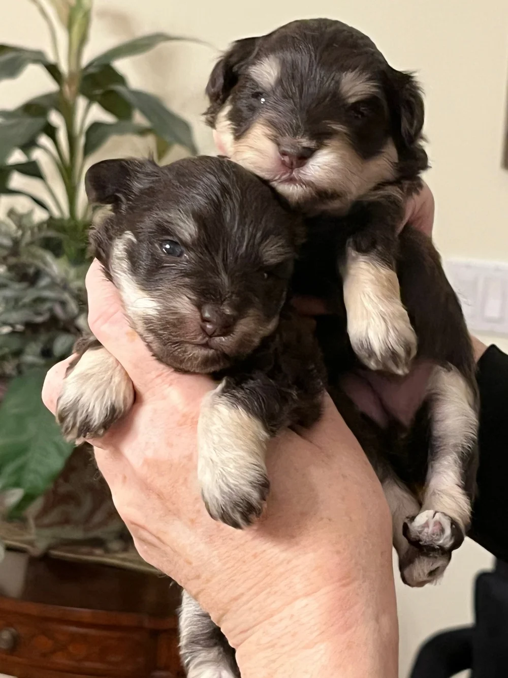 Chocolate Schnauzer Puppy