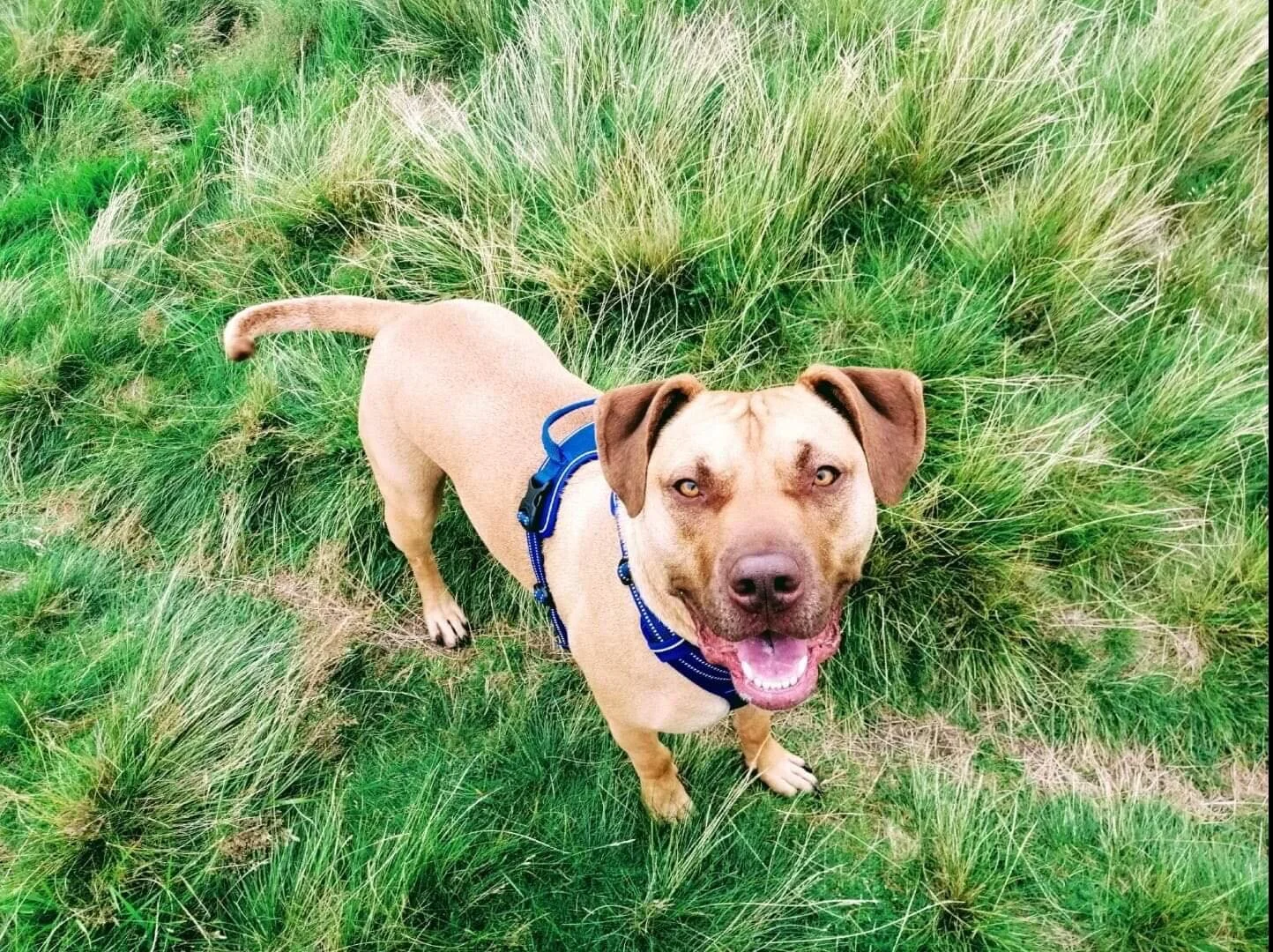 Rusty — Yorkshire Rescue