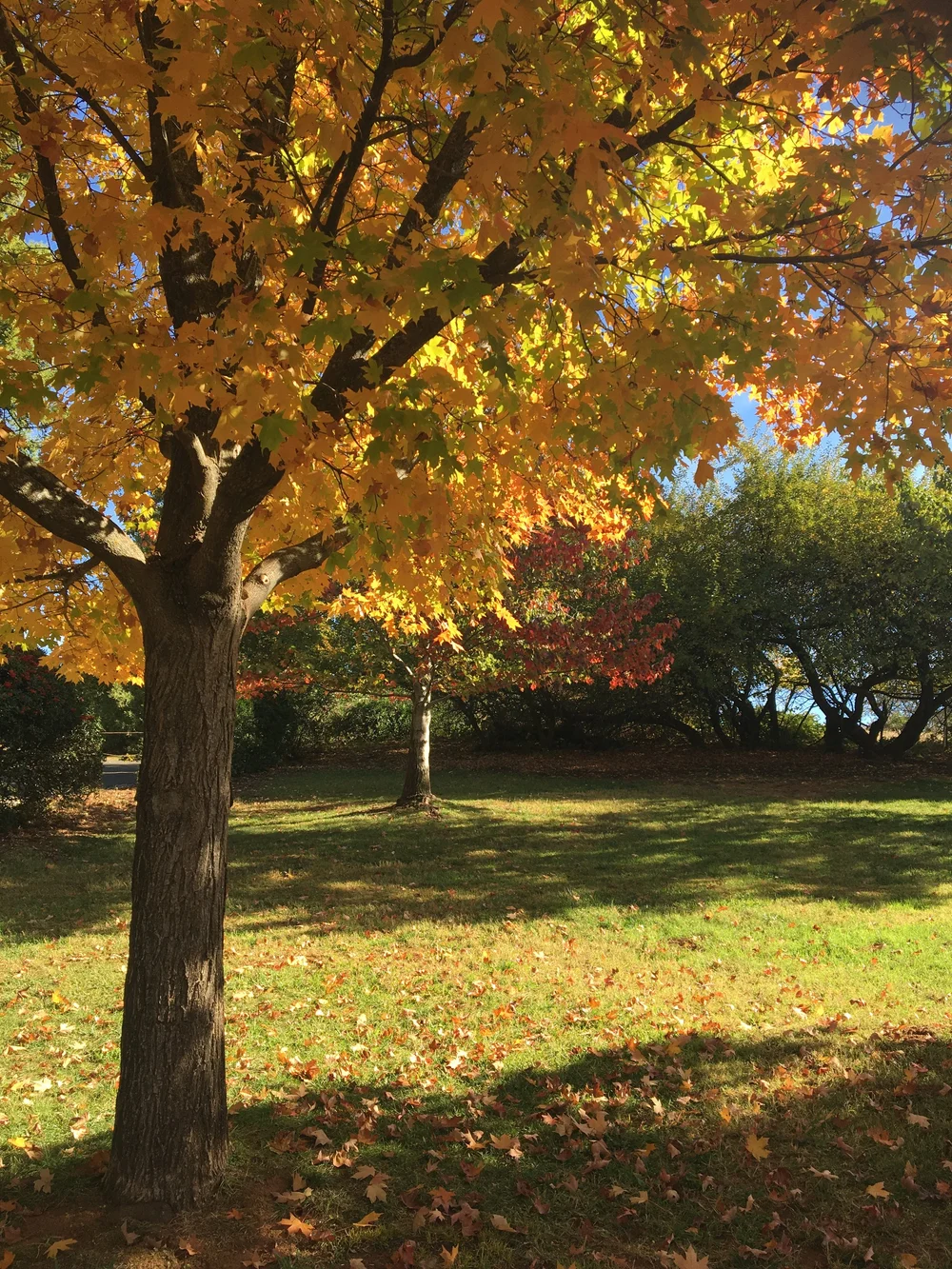 Psalm 1: Walking Trees — CURATE Ministries