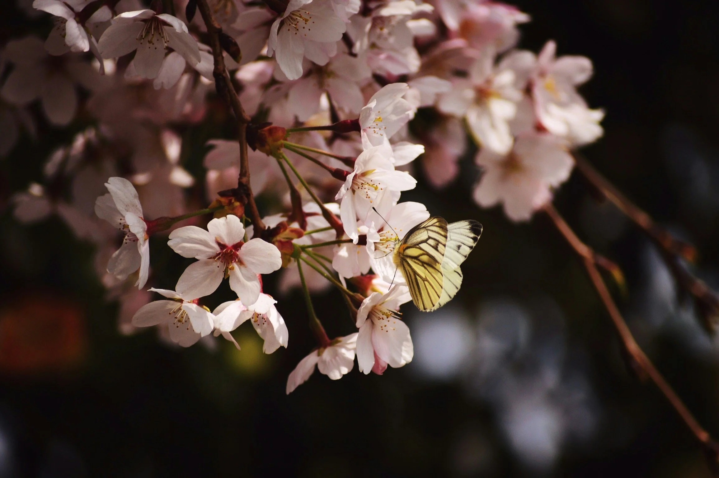 Kuwada: Elevating Japanese Cuisine with Sushi and Robata Mastery ...