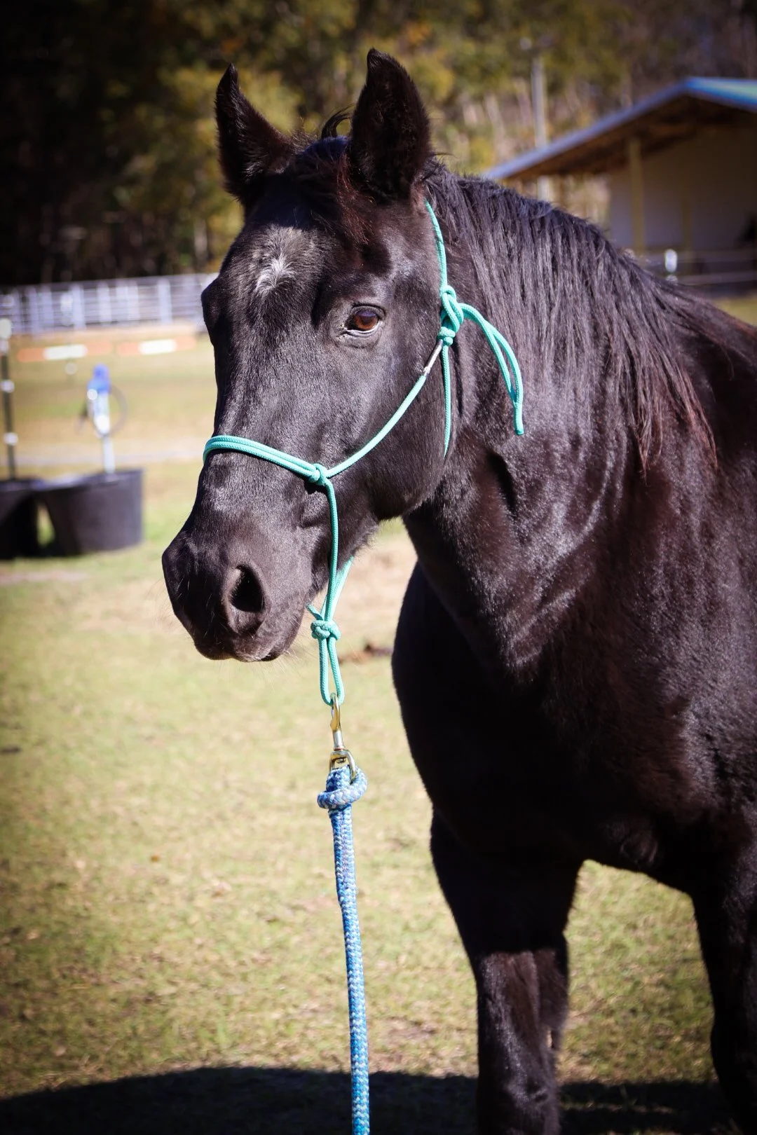 Equine Staff | Join Our Mission Today — Blue Sky Acres