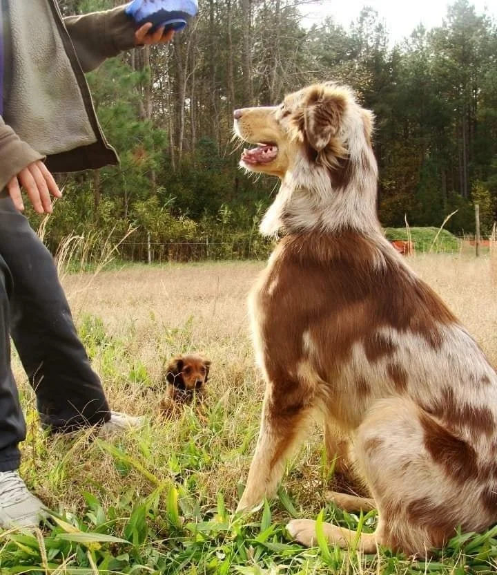 Adult/Adolescent Dog Training Services — Play & Train Dog Behavior