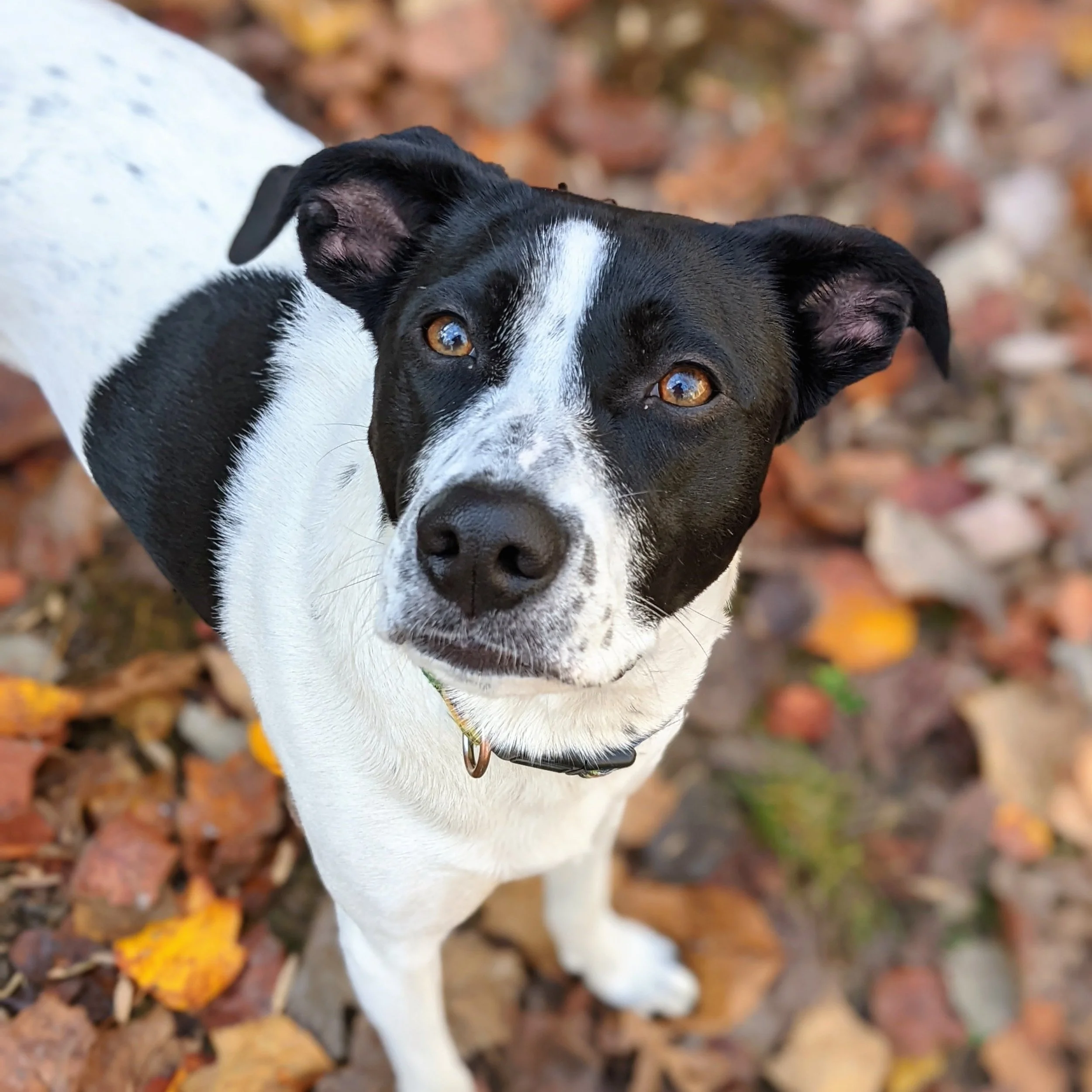Puppy Explorer & Teen Adventure Camps (boarding for puppies/adolescent ...