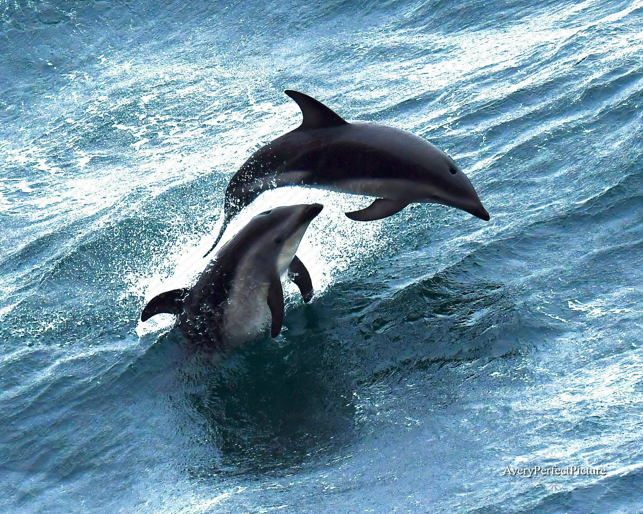 The Great Migration Kenya - Safari - Unique Wildlife Photographic Art ...