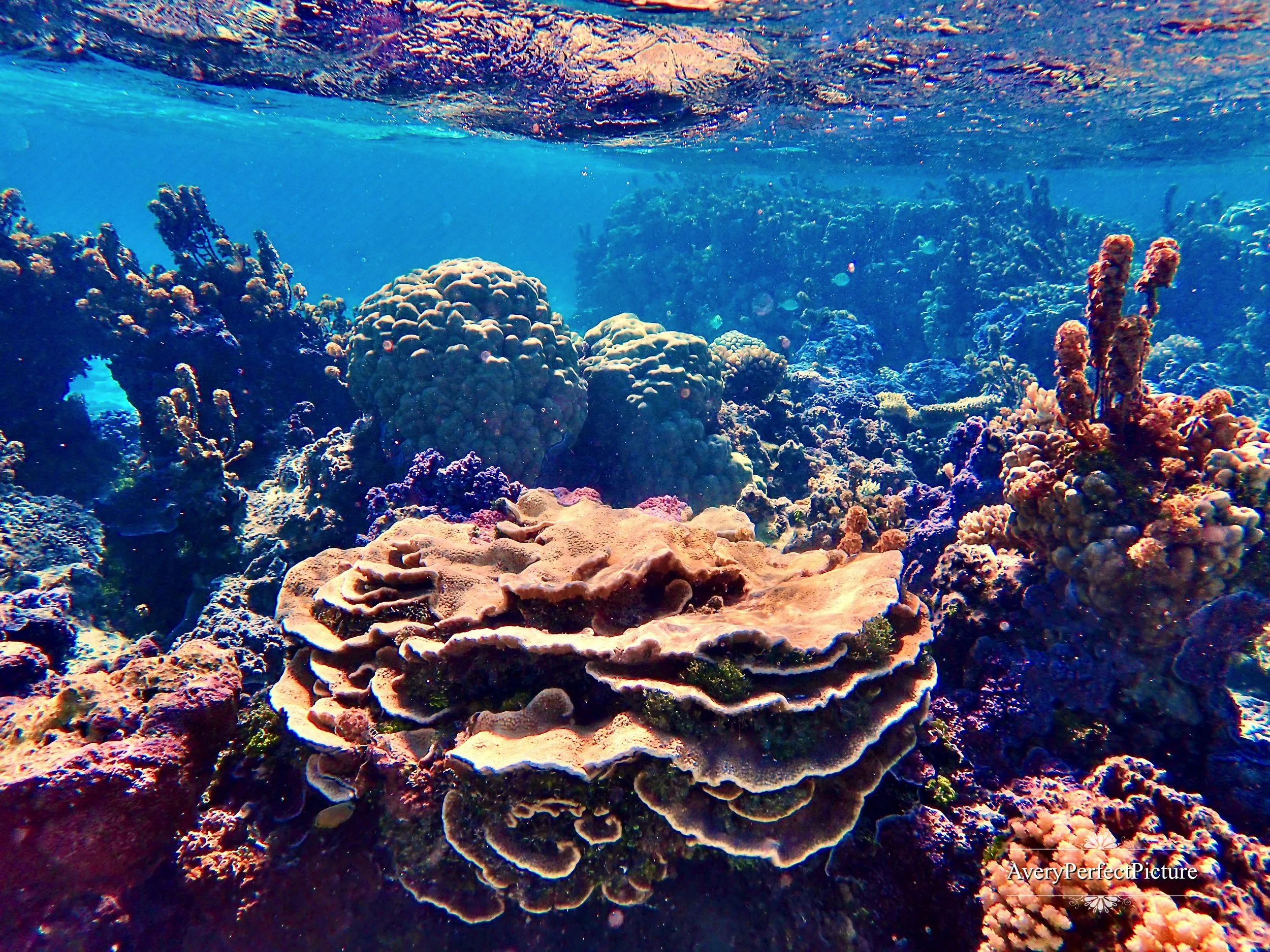 Bora Bora - Coral Garden - Underwater Photography for Home or Office ...
