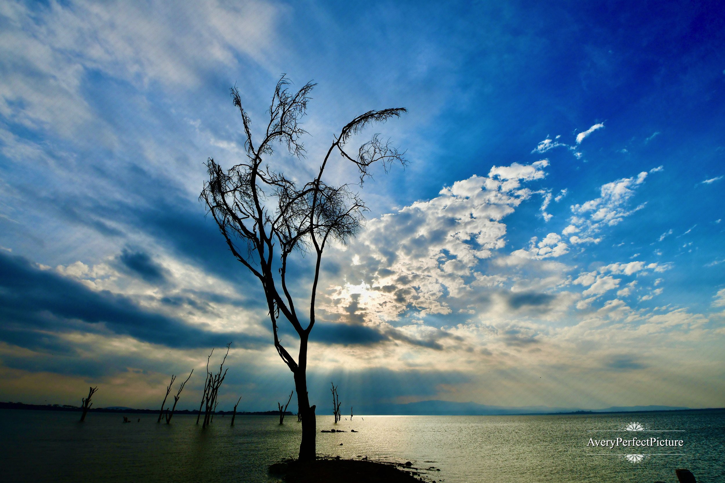 Whale Breaching - Antarctica - Unique Antarctic Photographic Art ...