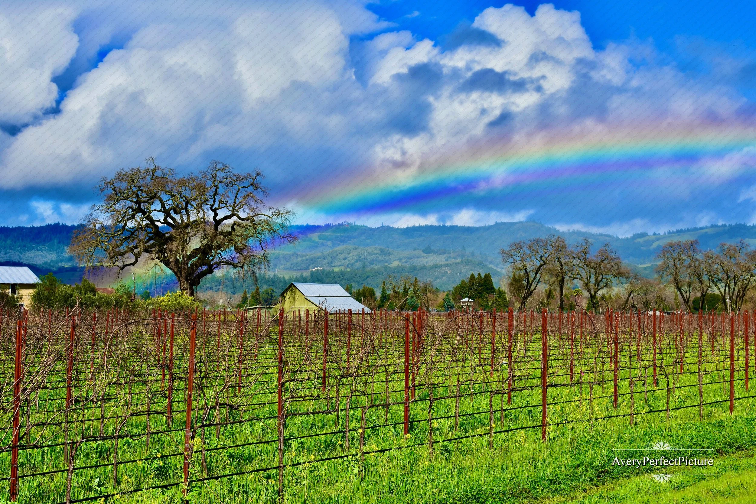 Whale Breaching - Antarctica - Unique Antarctic Photographic Art ...