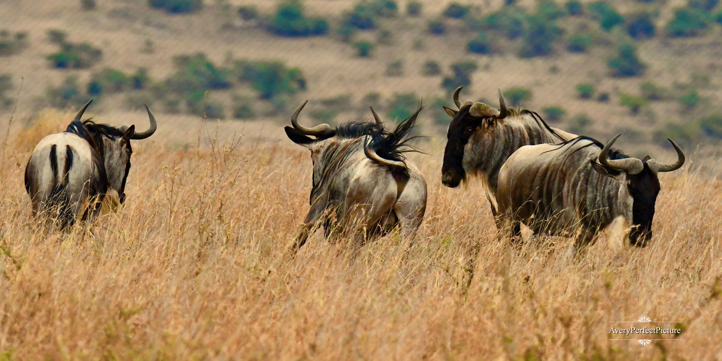 AveryPerfectPicture - Gallery - Art made in the USA (Wichita, Kansas ...