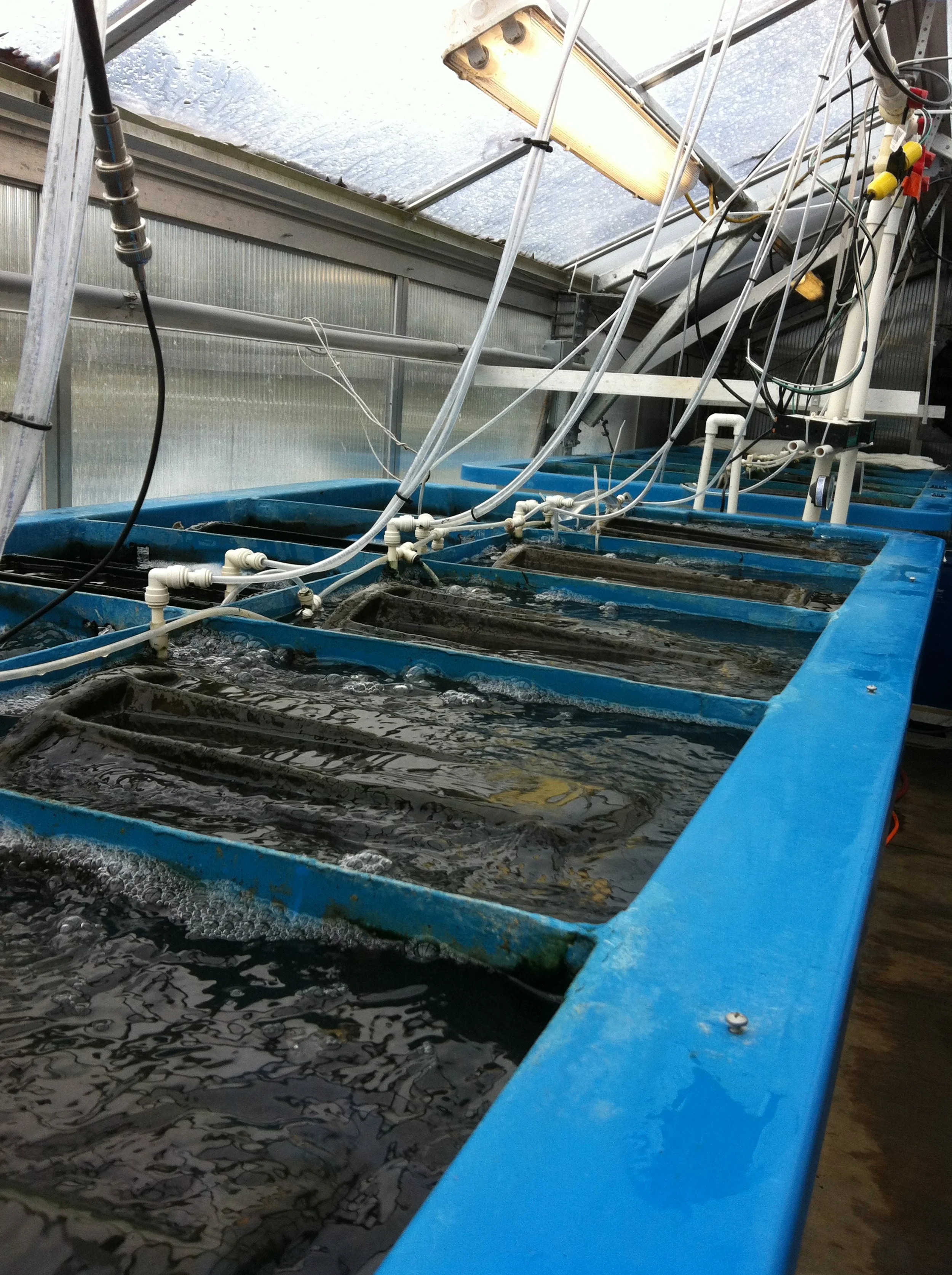 Wastewater Treatment Projects — ALGAESYS